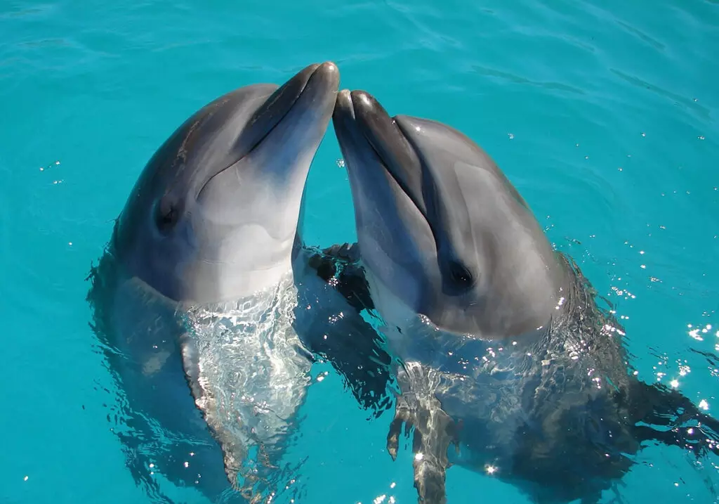 Cum suferă delfinii în delfinarii că sunt amenințați în delfinarii din Rusia și ca un stat, o afacere și oamenii obișnuiți pot ajuta delfinii și pericolele pe care le amenință 15916_6