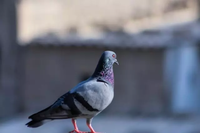 Pombos na cidade: onde é que eles vêm porque não fazer como eles e como lidar com a sua dominante como resolver eticamente o problema de pombos urbanos