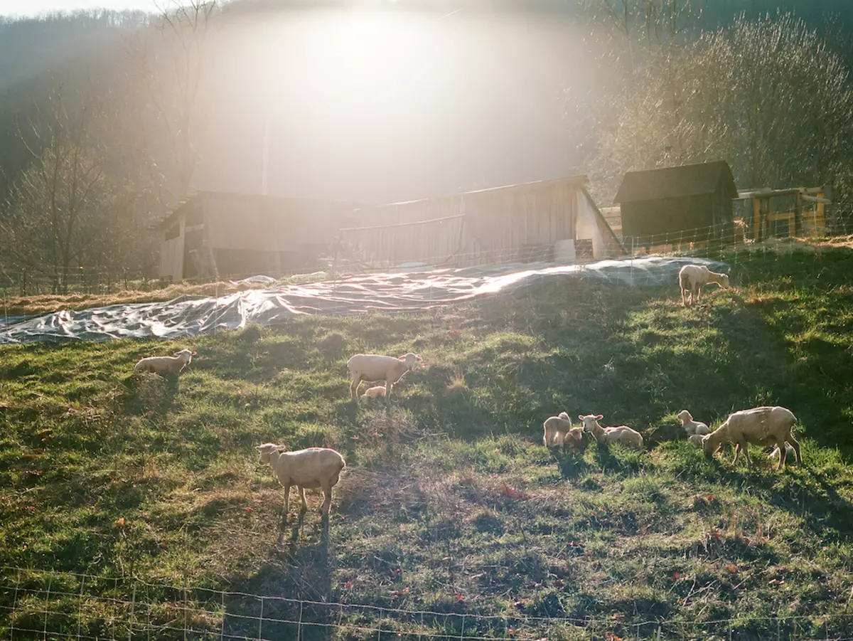 Rapport photo: Comment couper des moutons en Caroline du Nord 1599_4