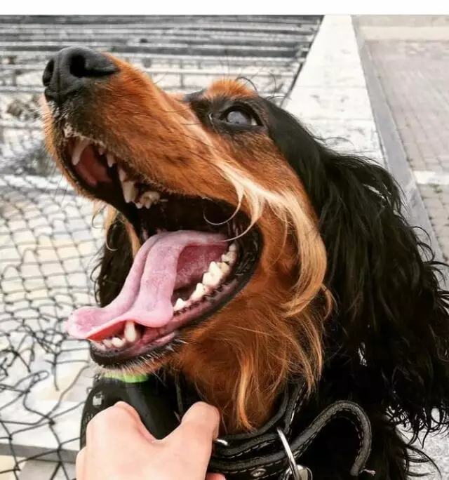 Pengalaman pribadi: bagaimana anjing menyelamatkan saya dari depresi