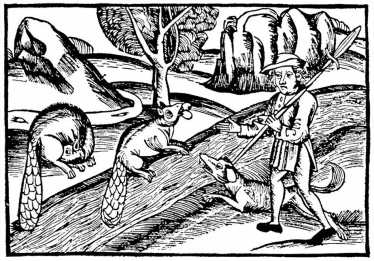 Beavers: myten oer dizze bisten wêrom en hoe te snuffen tinne natuer 16318_2