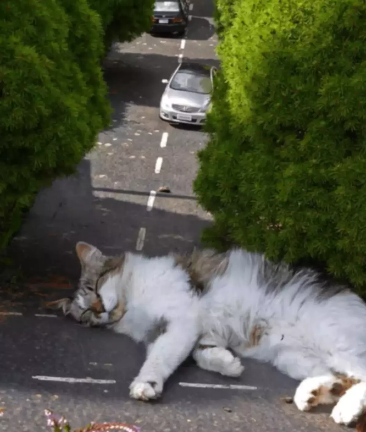 Мем дня: кот заснуў на лужку брытанскага парку мініяцюр 16330_8