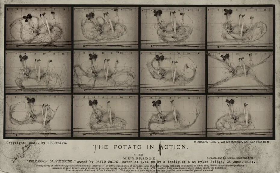 Penjualan hari ini: Gambar-gambar kentang terbaik menurut Fotografer Kentang Kontes Inggris 16364_6