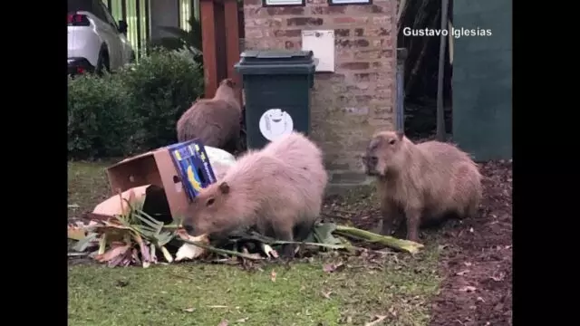 ሪች Argentines ያላቸውን ቁንጮዎች የሰፈራ ወዳሉበት capybar ላይ አጉረመረሙ. ማህበራዊ አውታረ መረቦች ውስጥ እንስሳትን የሚደገፉ እና የክፍል ትግል ጋር ወረራ ሲነጻጸር