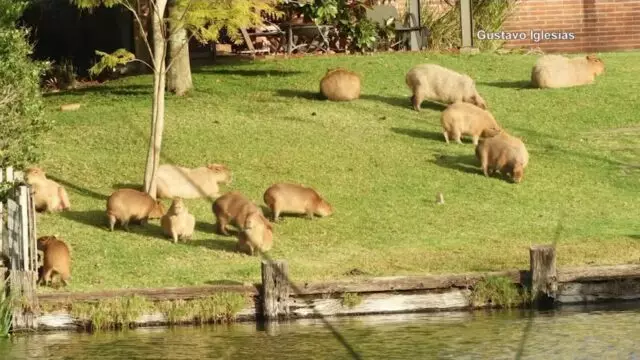 A Gazdag Argentin panaszkodott a Capybarnak elhelyezett elit elszámolásukat. A szociális hálózatokban támogatott állatokat, és összehasonlították az inváziót az osztályharcgal 16389_3