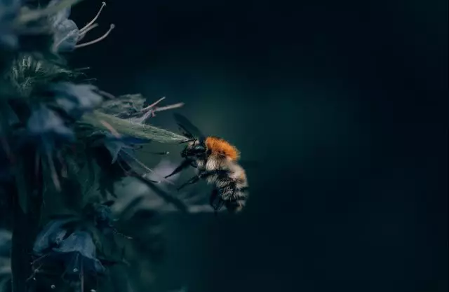 Abahanga basabye bumblebees kuri nikotine 2744_1