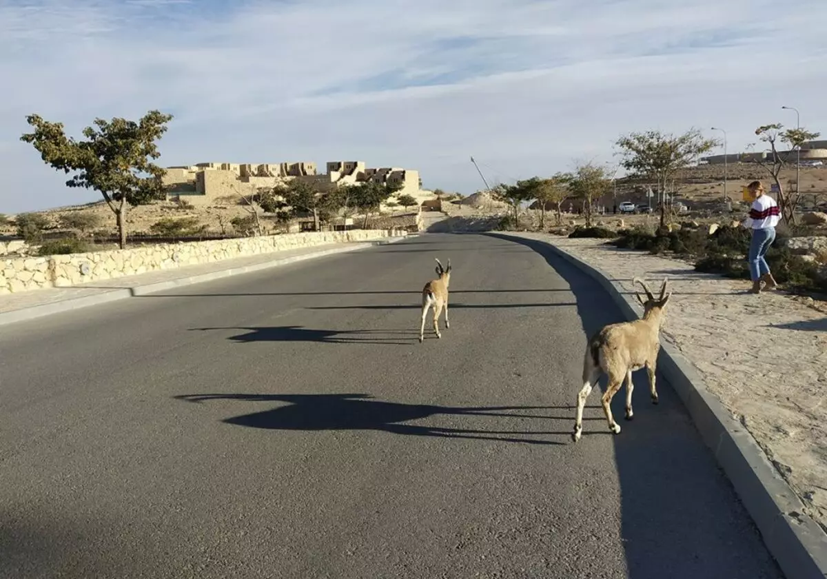 Nischegid جنوب إسرائيل: شواطئ البحار والقلعة القديمة 3646_25