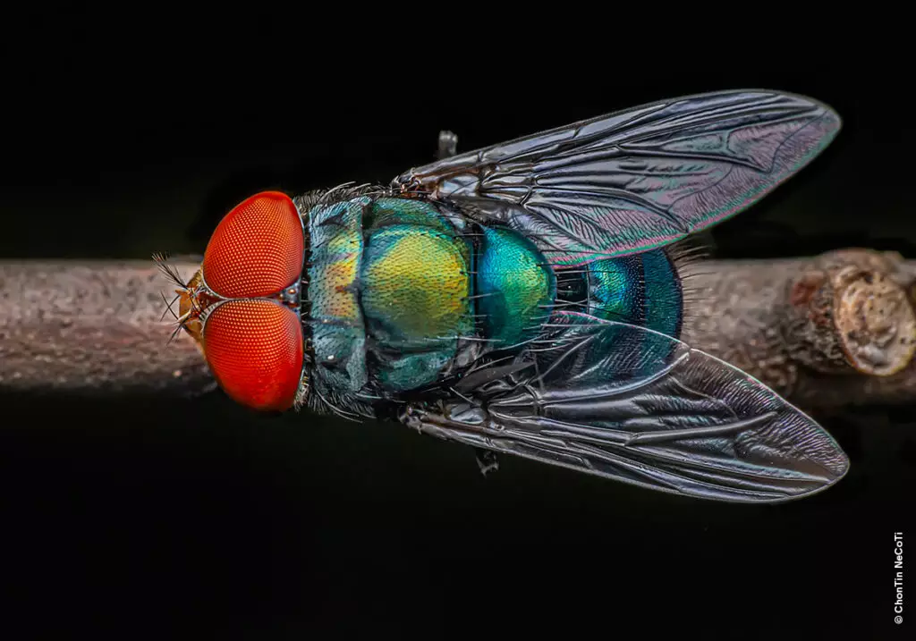 Kaysa sa mga lilipad ay kapaki-pakinabang para sa isang tao kung bakit mahalaga sila para sa agham at kung paano nila inihayag ang mga krimen gamit ang mga interbyu sa insekto na may biologist tungkol sa kung paano ang mga kapansin-pansin na insekto ay tumutulong sa amin upang talunin ang mga sakit, ibunyag ang mga krimen at lupigin ang espasyo 3757_3