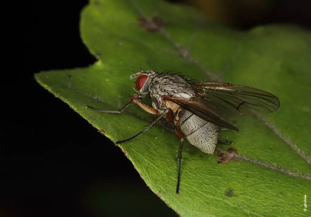 Kaysa sa mga lilipad ay kapaki-pakinabang para sa isang tao kung bakit mahalaga sila para sa agham at kung paano nila inihayag ang mga krimen gamit ang mga interbyu sa insekto na may biologist tungkol sa kung paano ang mga kapansin-pansin na insekto ay tumutulong sa amin upang talunin ang mga sakit, ibunyag ang mga krimen at lupigin ang espasyo 3757_4