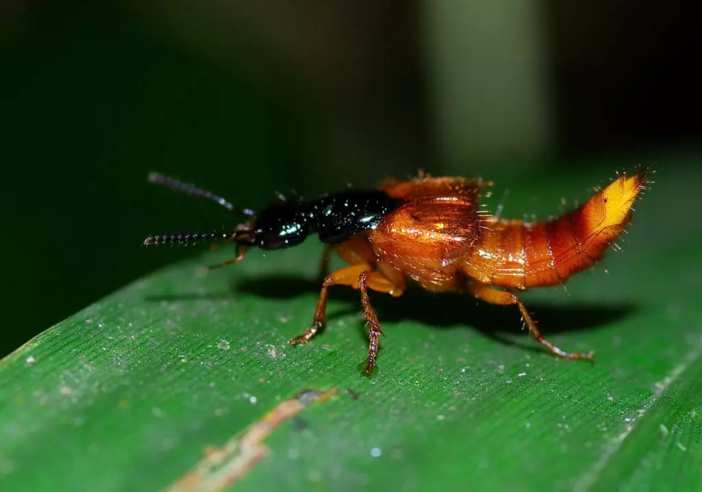 Kaysa sa mga lilipad ay kapaki-pakinabang para sa isang tao kung bakit mahalaga sila para sa agham at kung paano nila inihayag ang mga krimen gamit ang mga interbyu sa insekto na may biologist tungkol sa kung paano ang mga kapansin-pansin na insekto ay tumutulong sa amin upang talunin ang mga sakit, ibunyag ang mga krimen at lupigin ang espasyo 3757_5