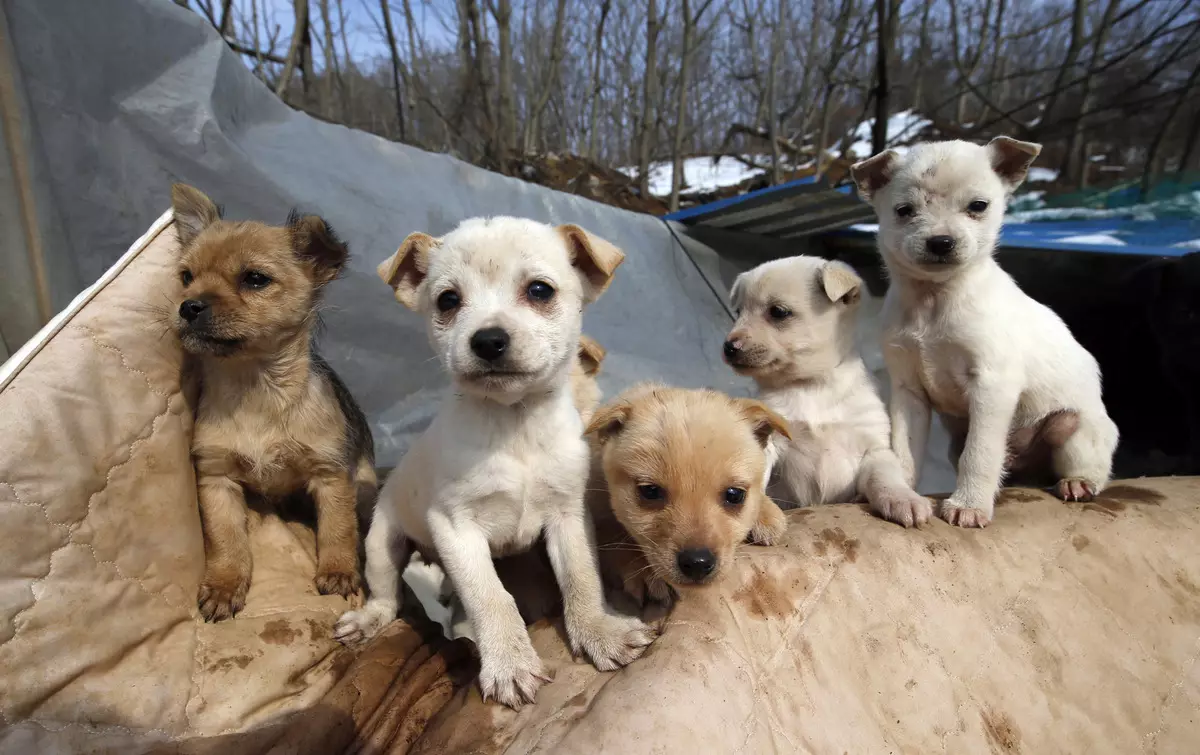 Koreansk renare 26 år sparar hundar från kongressen medborgare 434_1