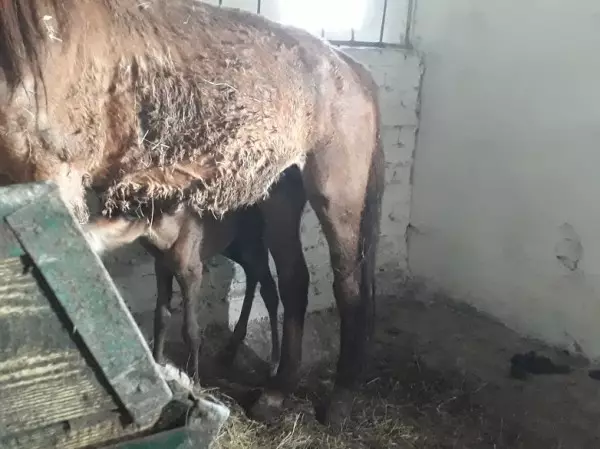 Polizeipferde hungern in der Region Saratov, einer von ihnen starb 4620_2