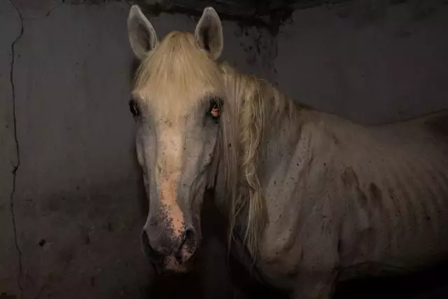 Polizeipferde hungern in der Region Saratov, einer von ihnen starb 4620_3