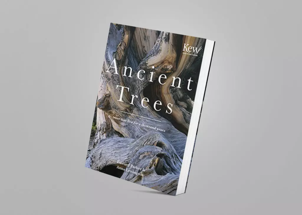 Pines med vokslove, Monkey Puslespil, Desert Relics Gondwana - og 10 langlivede træer fra hele verden 5335_1