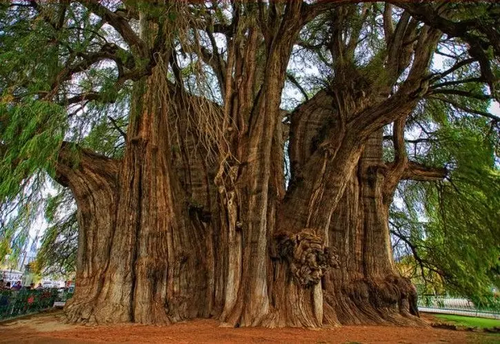 Pines với lá sáp, câu đố khỉ, di tích sa mạc Gondwana - và 10 cây tồn tại lâu dài từ khắp nơi trên hành tinh này 5335_10