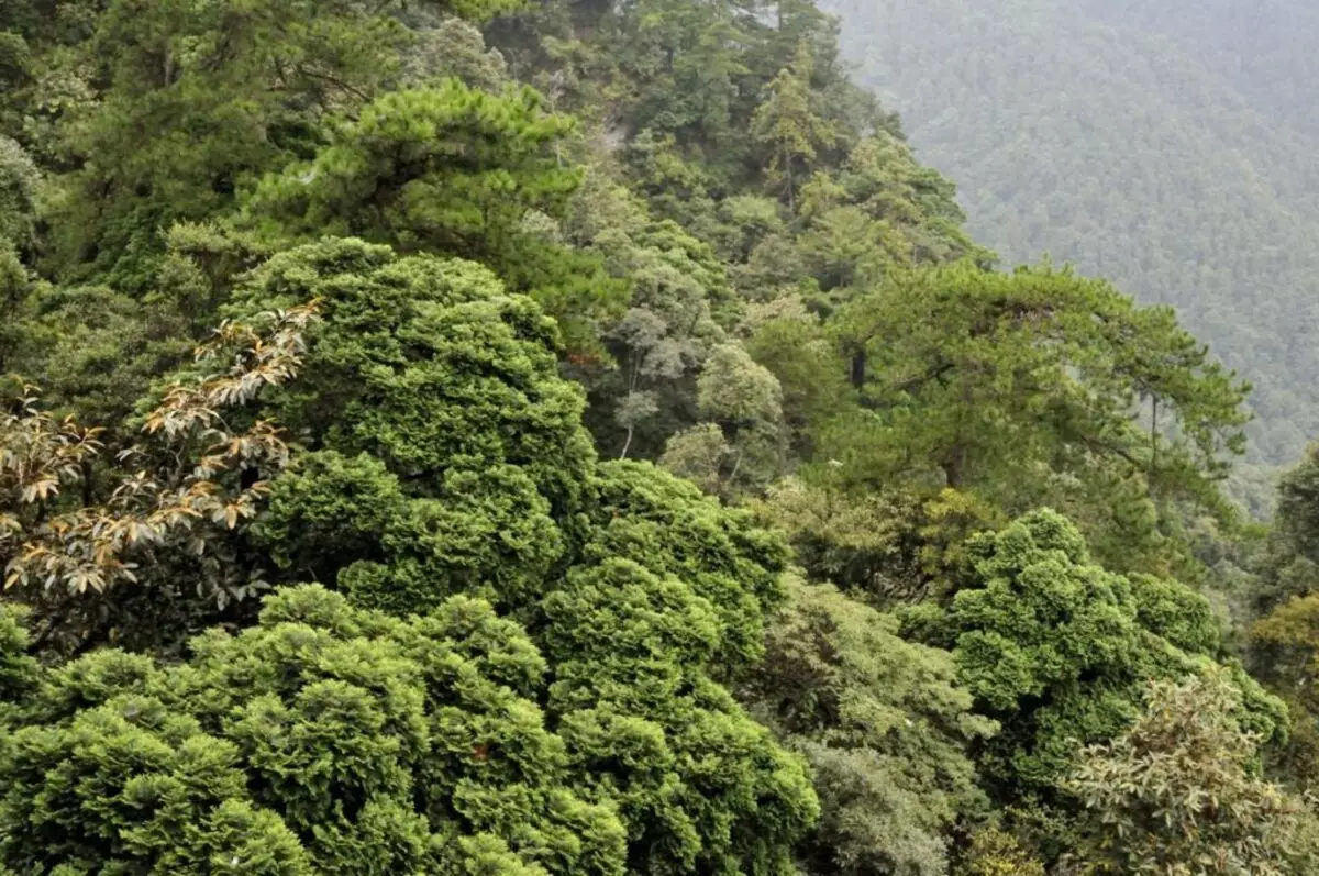 موم پتیوں، بندر پہیلیاں، صحرا ریزکس گونڈوانا کے ساتھ پائوں - اور پورے سیارے سے 10 طویل عرصے سے درختوں کے درخت 5335_3