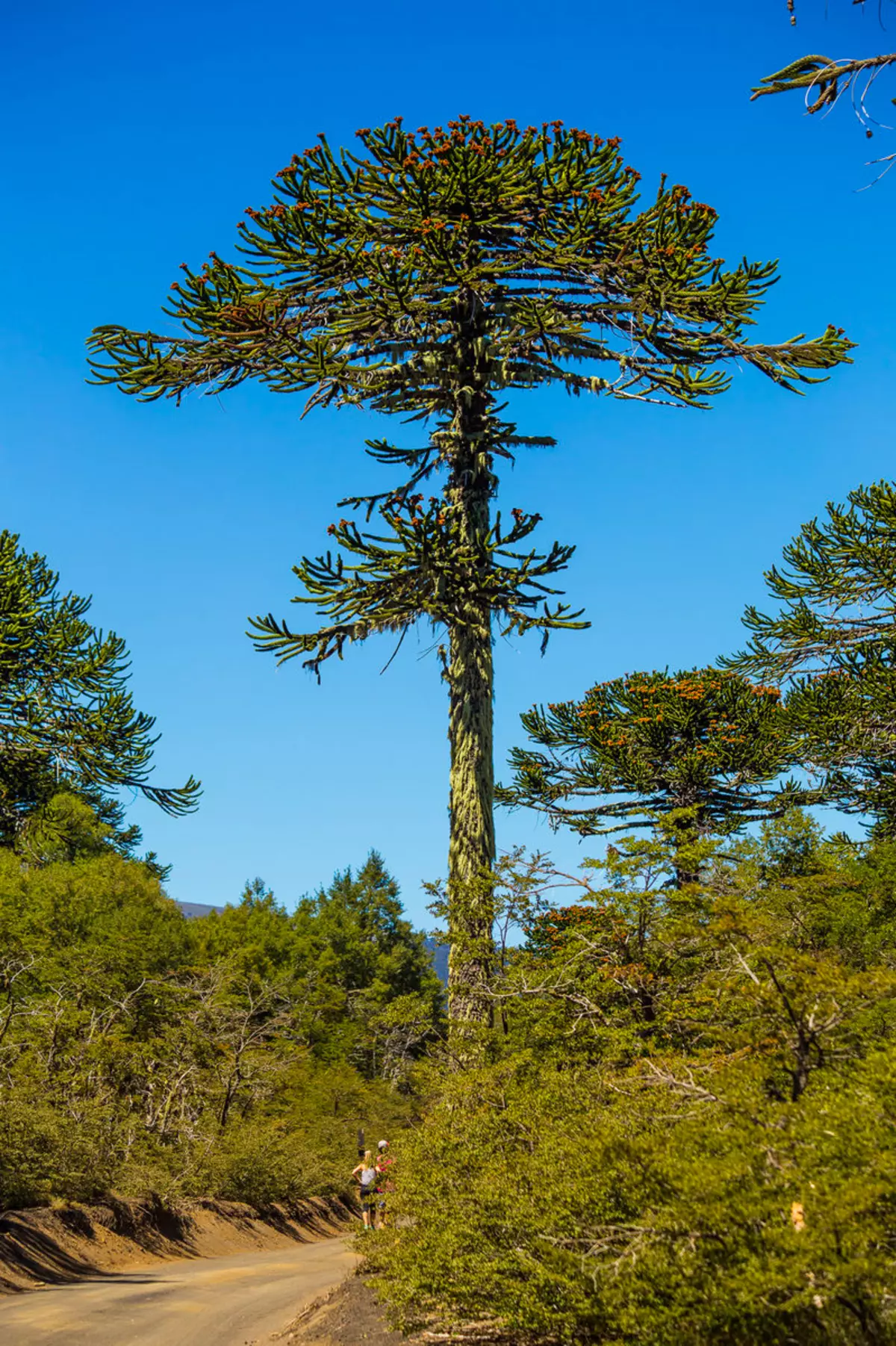 Pines dengan daun lilin, teka-teki monyet, relik gurun Gondwana - dan 10 pokok yang lama dari seluruh planet ini 5335_5