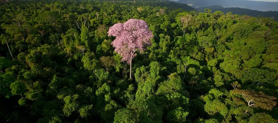 موم پتیوں، بندر پہیلیاں، صحرا ریزکس گونڈوانا کے ساتھ پائوں - اور پورے سیارے سے 10 طویل عرصے سے درختوں کے درخت 5335_9
