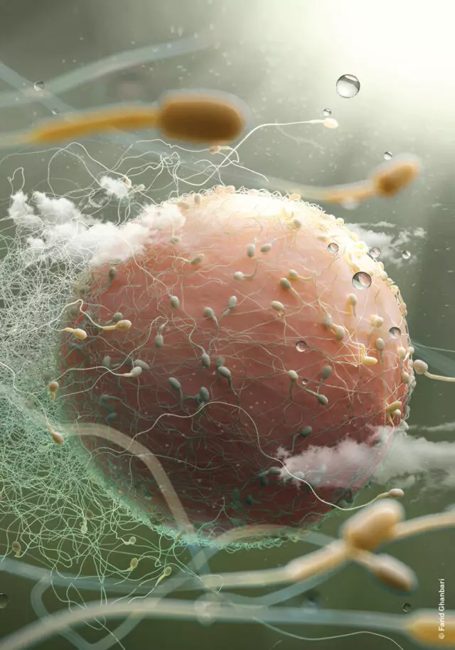 科学对精子有什么了解，导致男性不孕症如何以及为什么科学家研究精子 6086_1