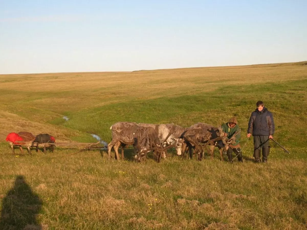 Ohere sitere na ọbara nke ọbara n'okpuru fland draịva. Kedu ka ndị Nenets bi na Tundra 6155_4