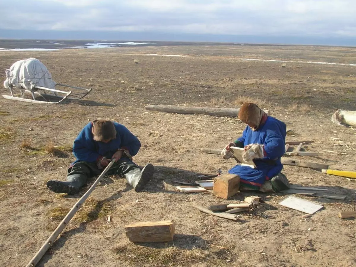 Ohere sitere na ọbara nke ọbara n'okpuru fland draịva. Kedu ka ndị Nenets bi na Tundra 6155_5