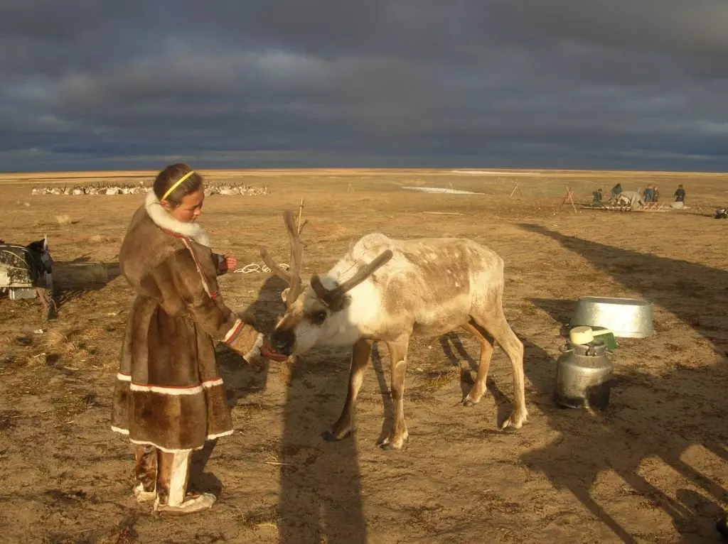 Sopa de la sangre de la sangre bajo películas de una unidad flash. ¿Cómo viven los Nenets en Tundra 6155_6