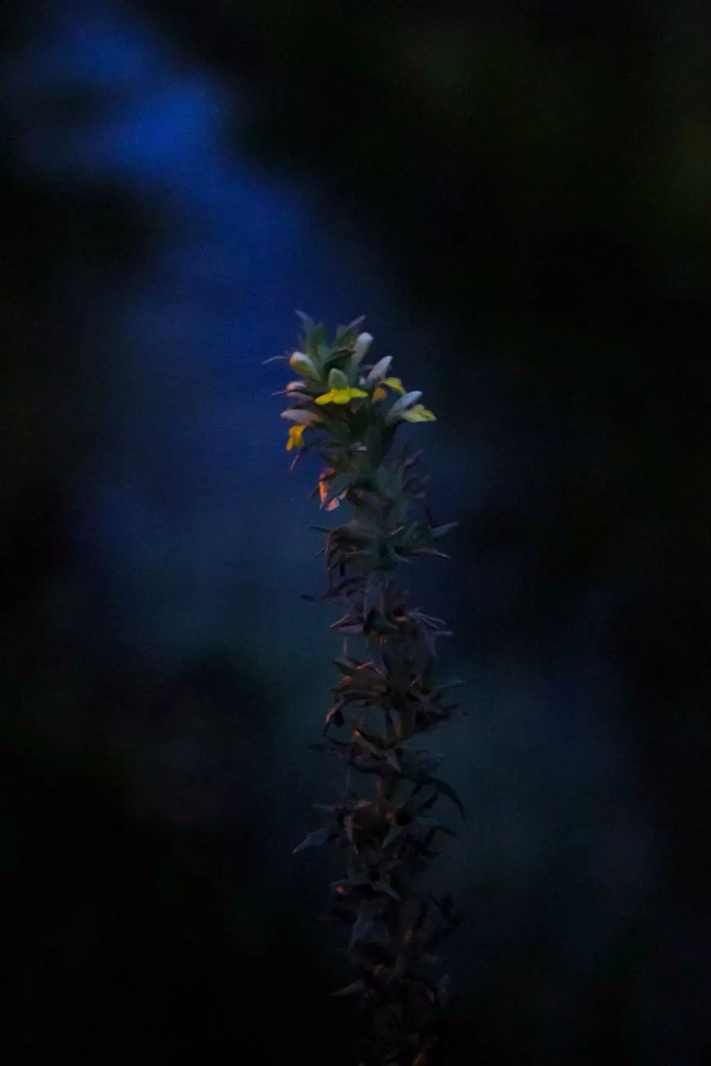 Sueños: Wéi de Fotograf vu Chile vum Coronavirus am Bësch verstoppt gouf an e puer Joer mat e puer Joer-ale Jong erfonnt huet 6194_12