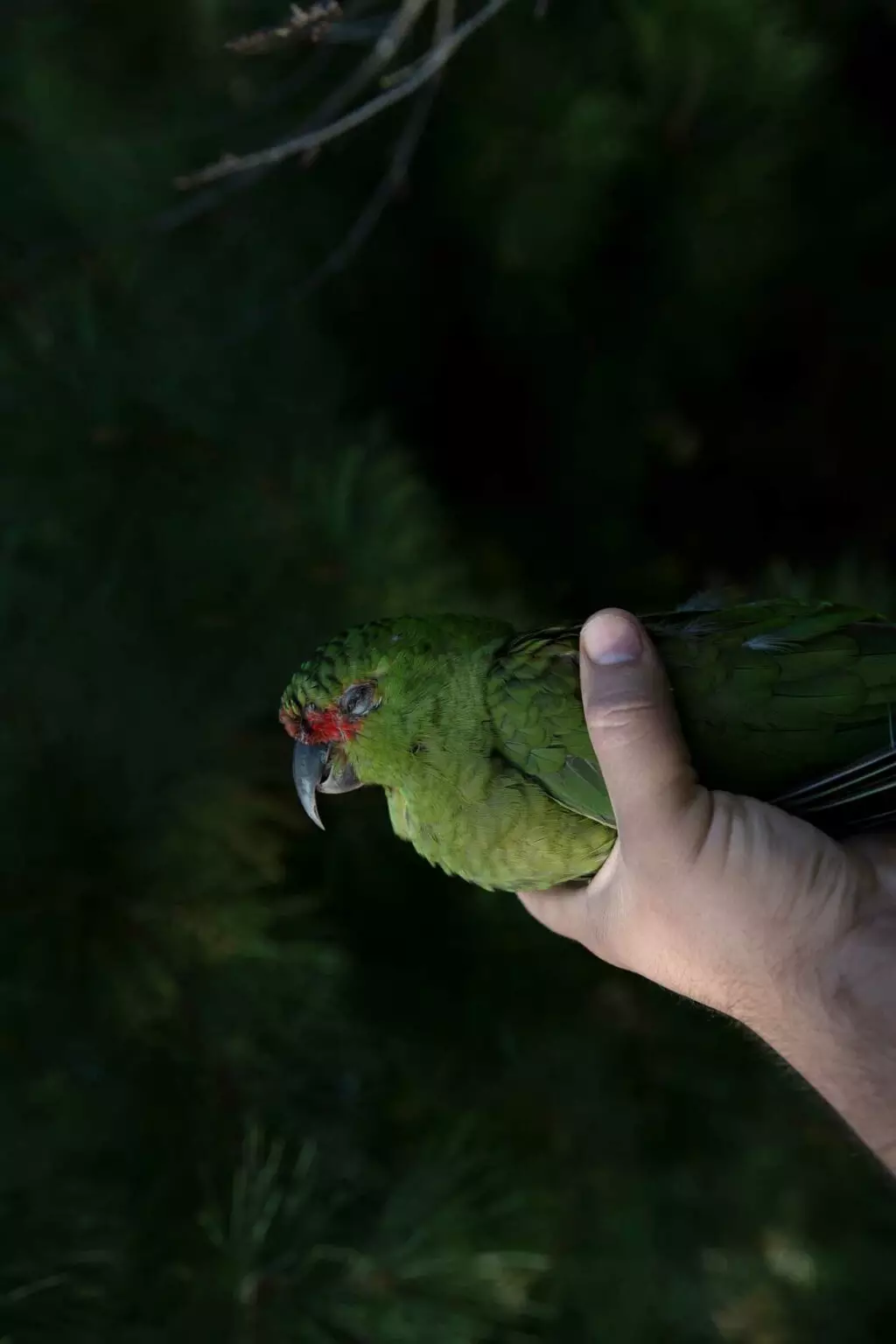 Sueños: Wéi de Fotograf vu Chile vum Coronavirus am Bësch verstoppt gouf an e puer Joer mat e puer Joer-ale Jong erfonnt huet 6194_14