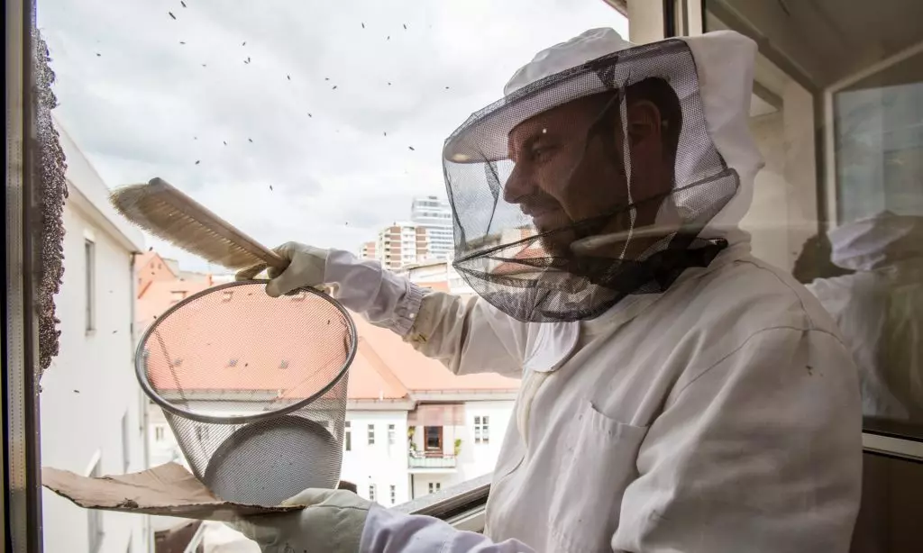 「蜂の救助者」の寿命からの1日：スロベニアの都市忠誠の 6581_10