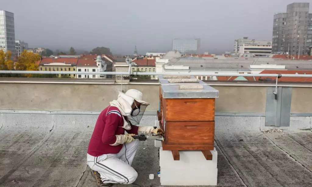 「蜂の救助者」の寿命からの1日：スロベニアの都市忠誠の 6581_7