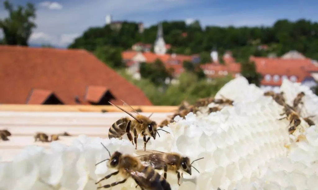 「蜂の救助者」の寿命からの1日：スロベニアの都市忠誠の 6581_8