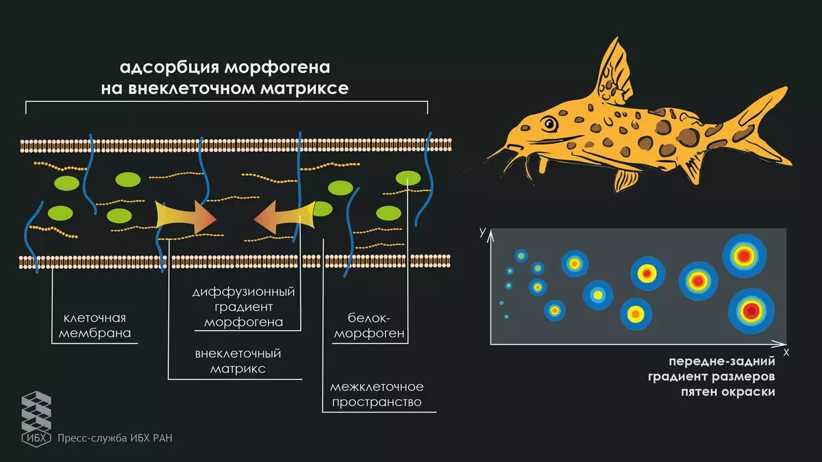 Quantum blockchain, dinosaur iqanda intelligence yokufakelwa e indima oncologist. Yini enye kwenzeka kwezesayensi Russian for 2017? 753_4