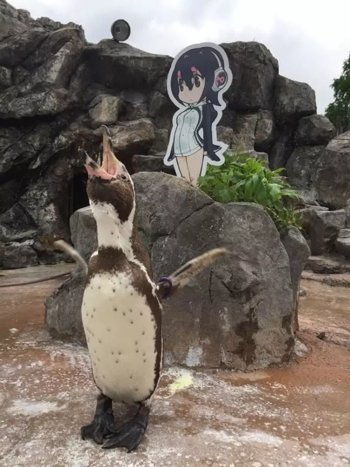 Geskiedenis: in Japan in die liefde met 'n karton meisie Penguin desperate 7740_2