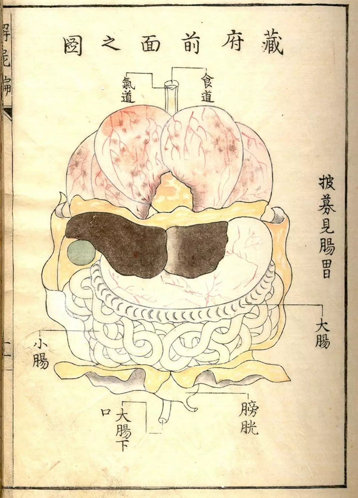 Sake gina kan iyakokinmu: Kamar yadda Taboo, daukar hoto da ilimin biomite na kirkirar jikin mutane 7767_4