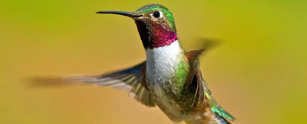 Studiu: Hummingbirds Vedeți omul necunoscut 8521_1