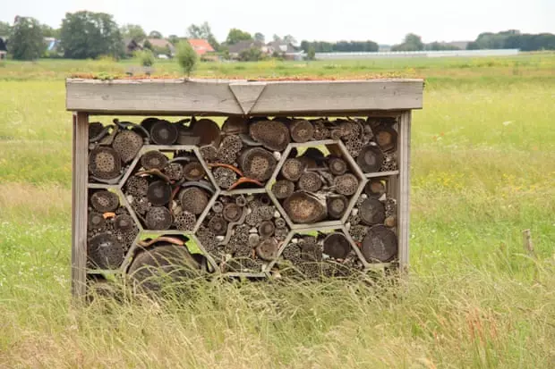 Nyderlanduose atliktas bičių surašymą 8654_1