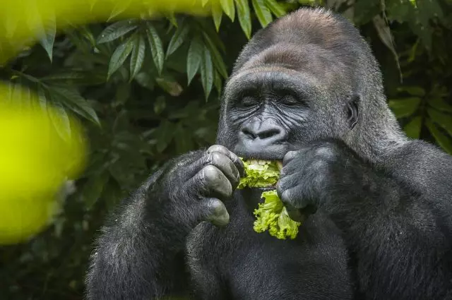 Forskere anbefales "gorilla diett" for lang levetid