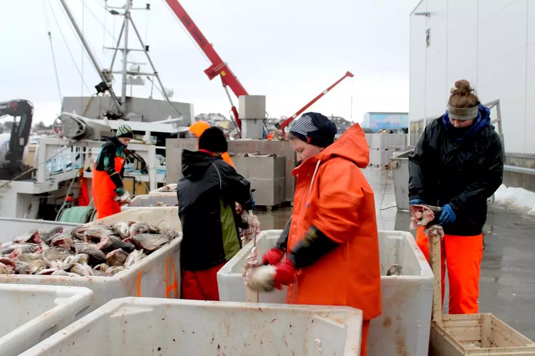 História: estudantes norueguesas enriquecidos na venda de línguas de peixe 9816_3