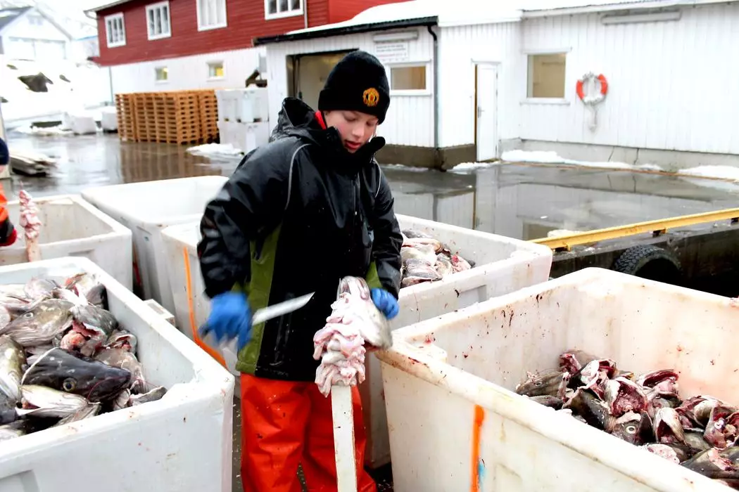 Historia: Norska skolbarn berikade på försäljning av fiskspråk 9816_5