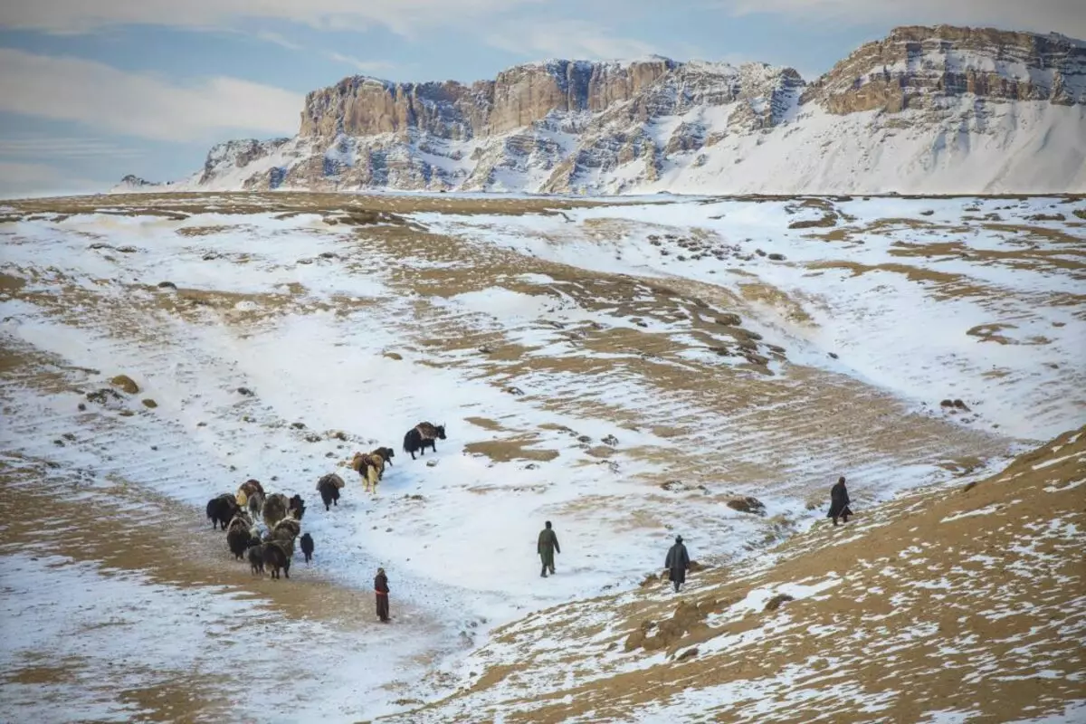 Wizards of Welat Goats: Wekî nomadên Tibetan di cîhanê de shawl herî giran diherike 9945_1