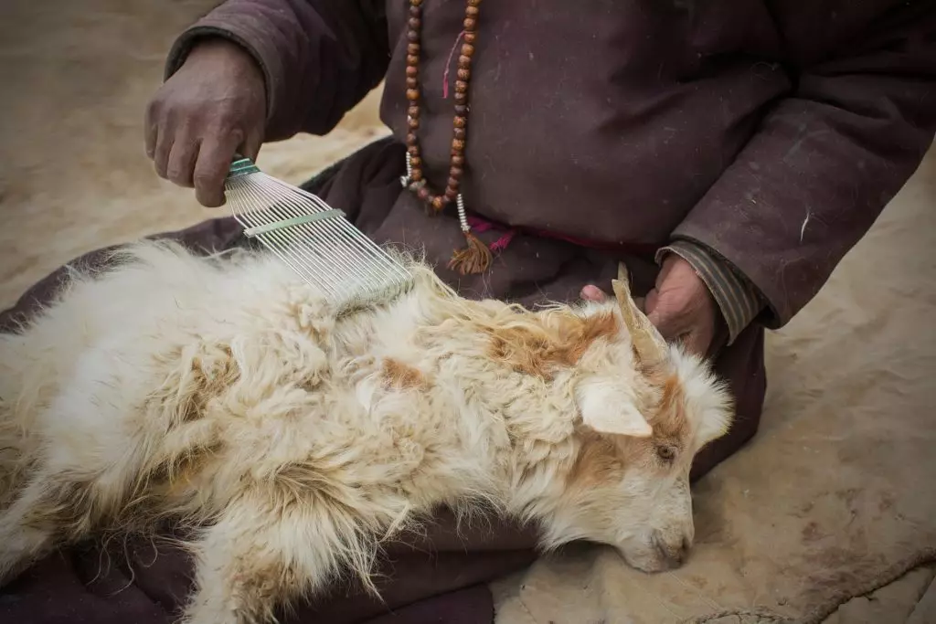 Wizards of Welat Goats: Wekî nomadên Tibetan di cîhanê de shawl herî giran diherike 9945_2