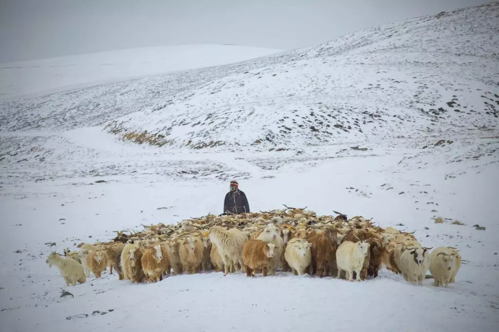 Wizards of Welat Goats: Wekî nomadên Tibetan di cîhanê de shawl herî giran diherike 9945_3