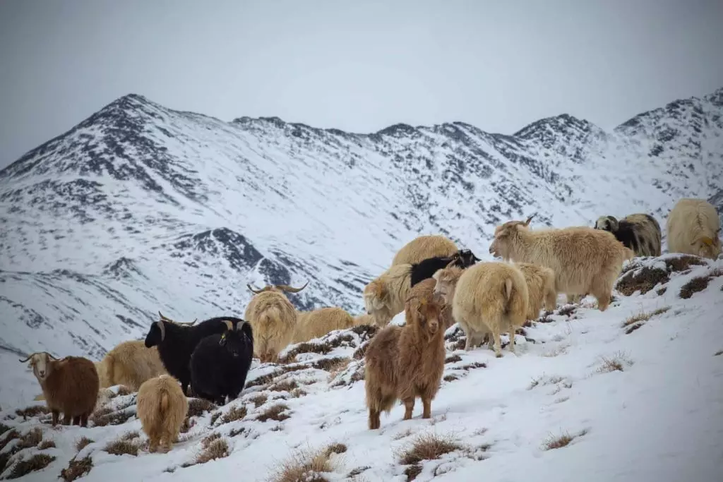 Wizards of the Country Goats: cum ar fi nomazele tibetane fac cel mai scump șal din lume 9945_6